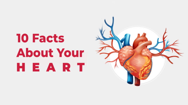 10 Facts About the Heart You Didn’t Know | German Heart Centre